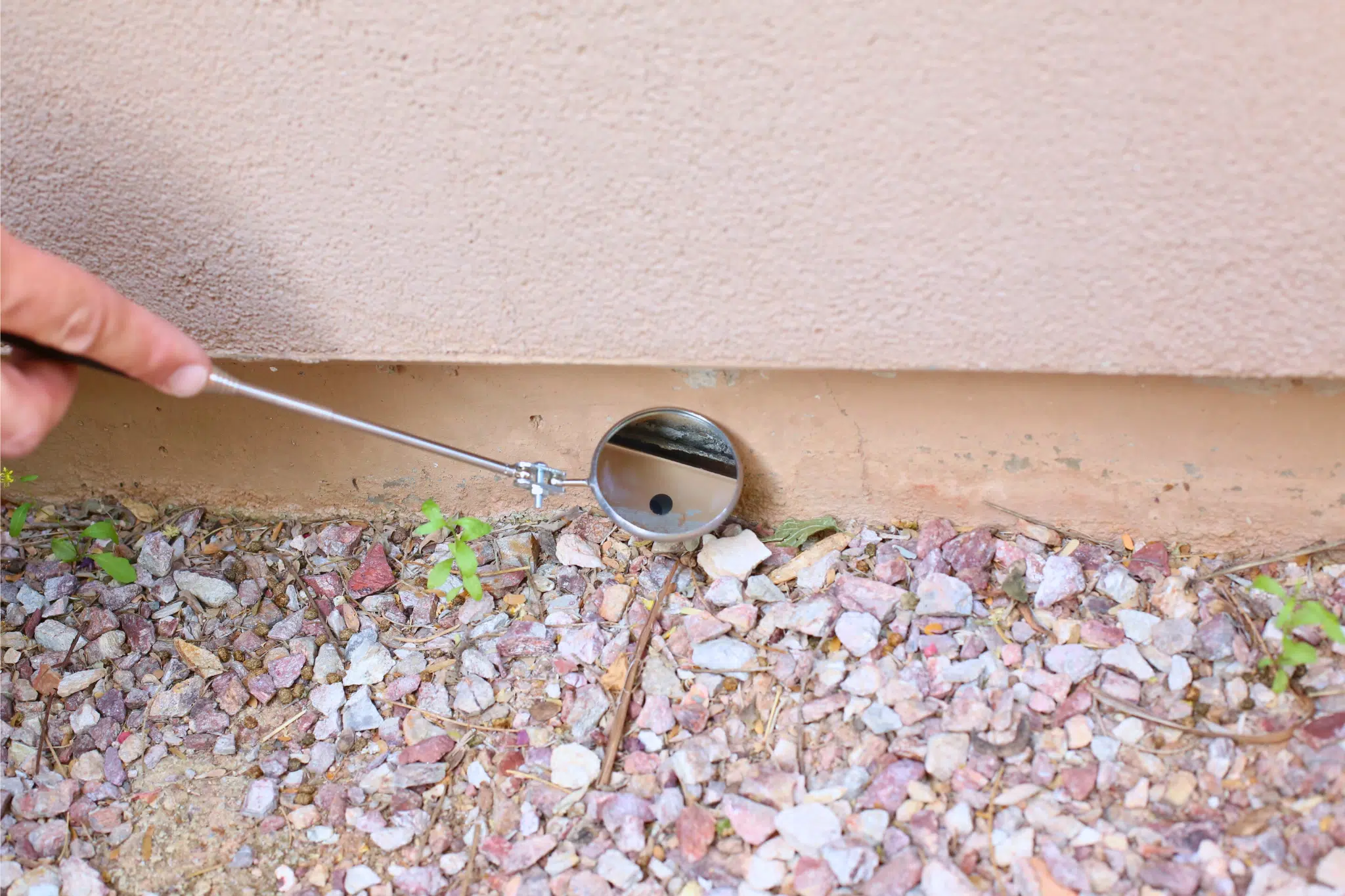 Why Scorpion Problems & Solutions Often Start In Winter